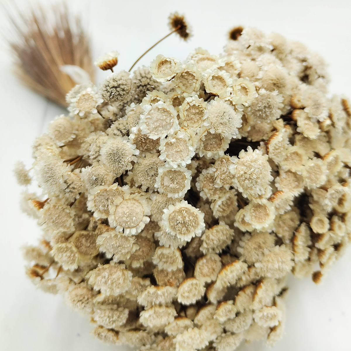 Glixia Dried BIG - (Comanthera) - White – moss-moss.eu