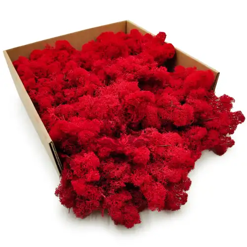 Reindeer Moss – Finnish – Red – 50g – Dyed & Stabilized