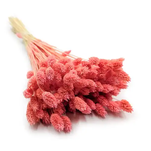 Dried Phalaris Coral | Warm-toned decorative canary grass