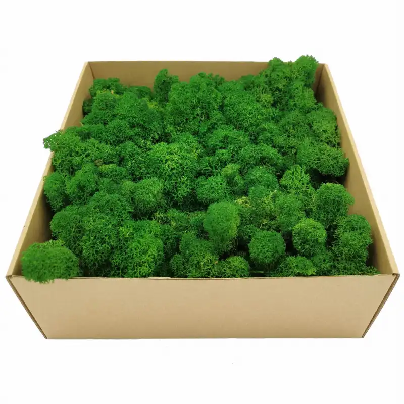 Reindeer Moss - Purified - Alpine - Green 5kg NET – moss-moss.eu