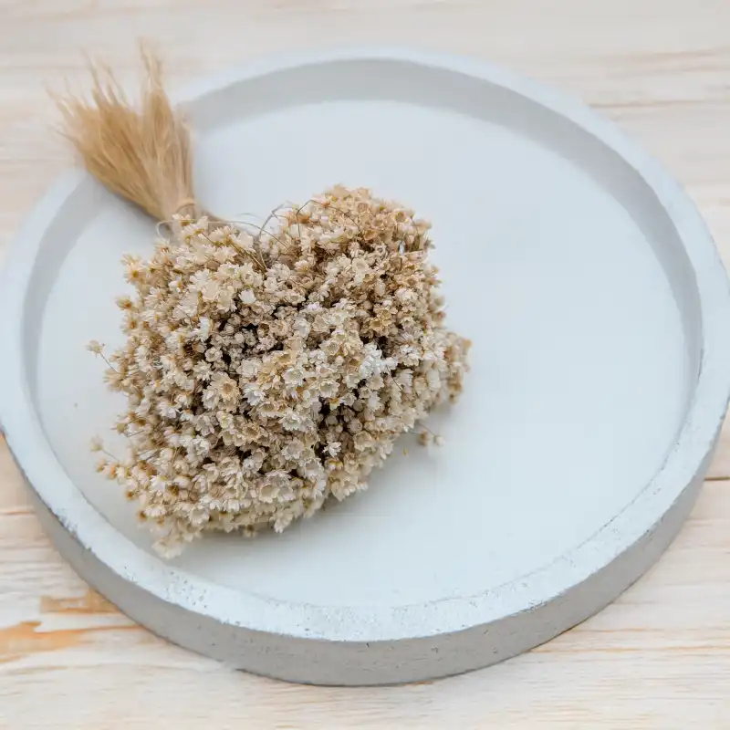 Dried Glixia - (Marcela) - Natural White – moss-moss.eu