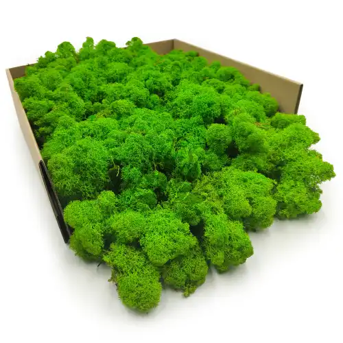 Reindeer Moss - Purified - Finnish - Light Green 4KG NET – moss-moss.eu